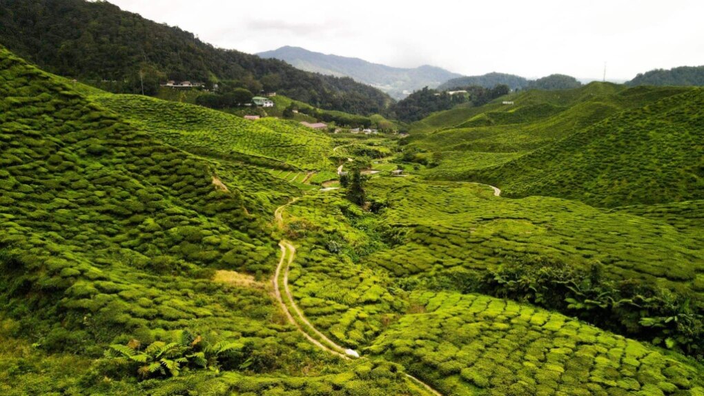 Alle informatie over de Cameron Highlands - The World Trippers