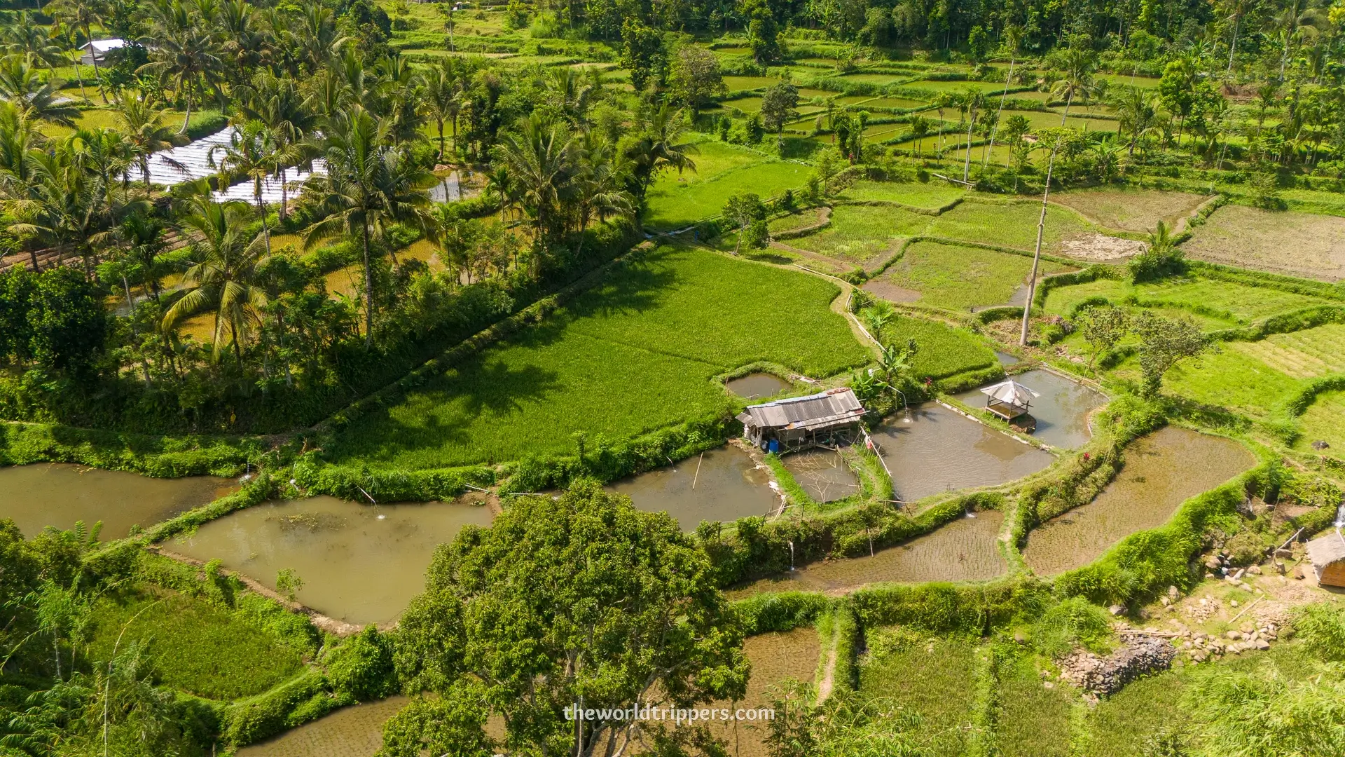 Tetebatu on Lombok: the cutest village in the rice fields